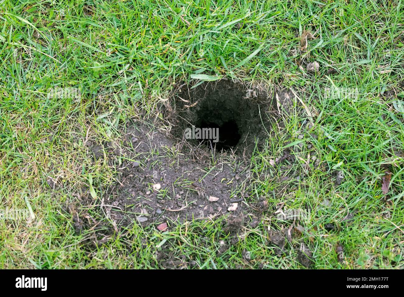 European hamster / Eurasian hamster / black-bellied hamster / common ...