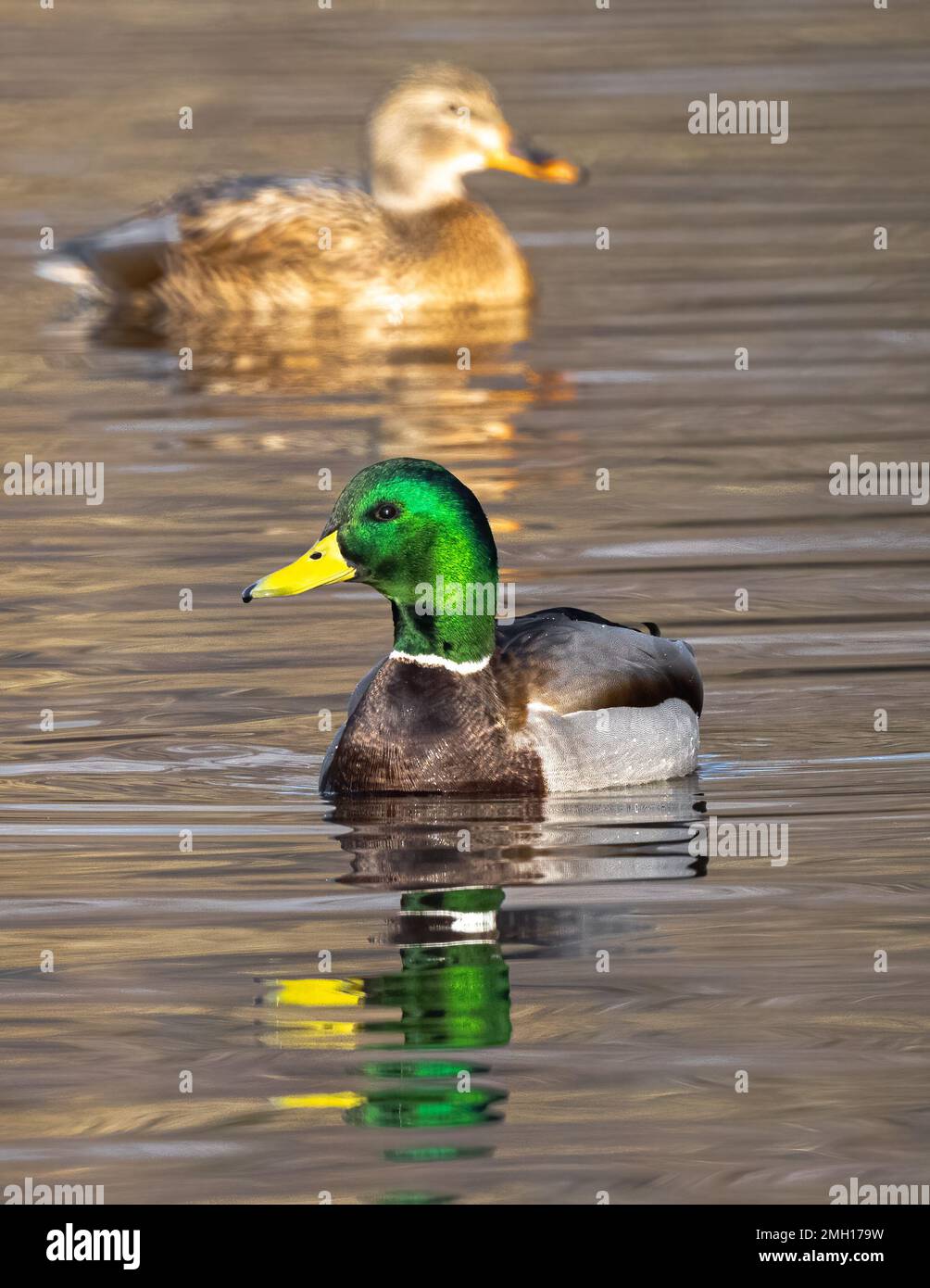 Flock male female mallard wild hi-res stock photography and images - Alamy
