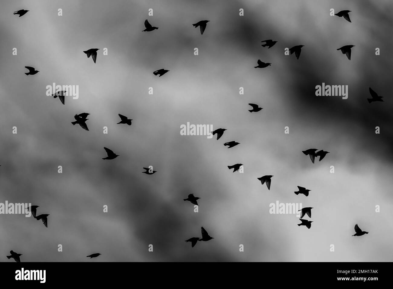 Wet starlings hi-res stock photography and images - Alamy
