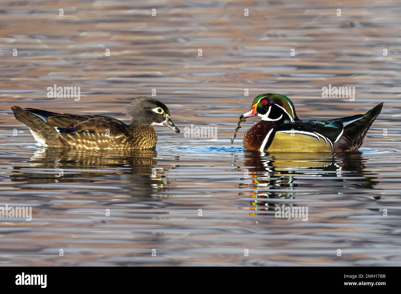 Female and Male Wood or Carolina Duck (Aix sponsa Stock Photo - Alamy