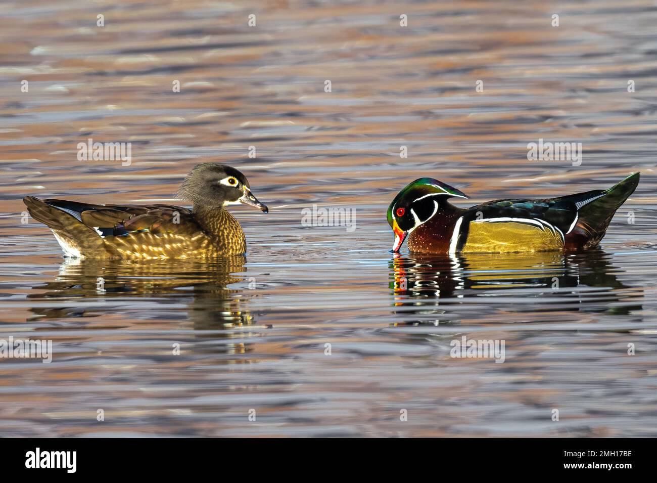 Female wood duck flying hi-res stock photography and images - Alamy