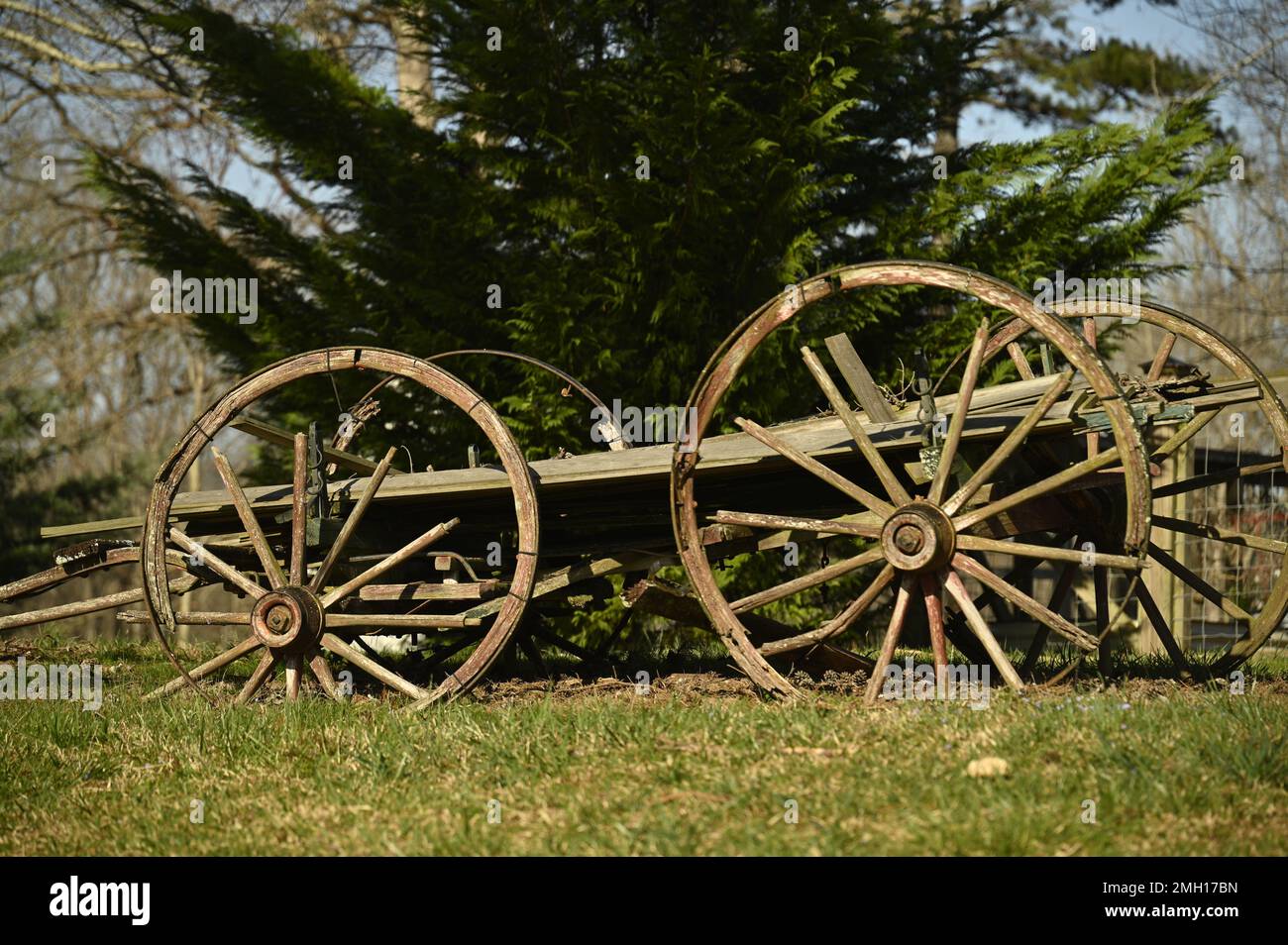 Vintage wooden wagon nestled among towering pine trees in the forest ...
