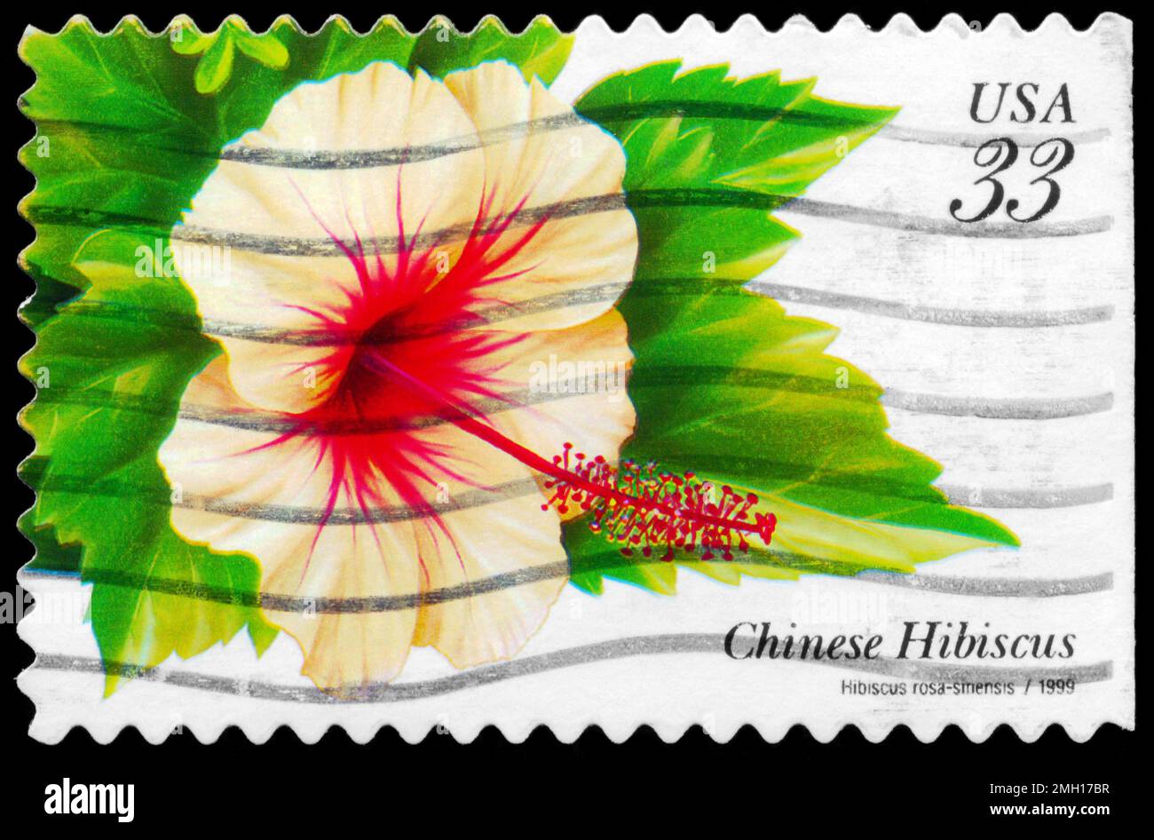 USA - CIRCA 1999: A Stamp printed in USA shows the Chinese Hibiscus ...