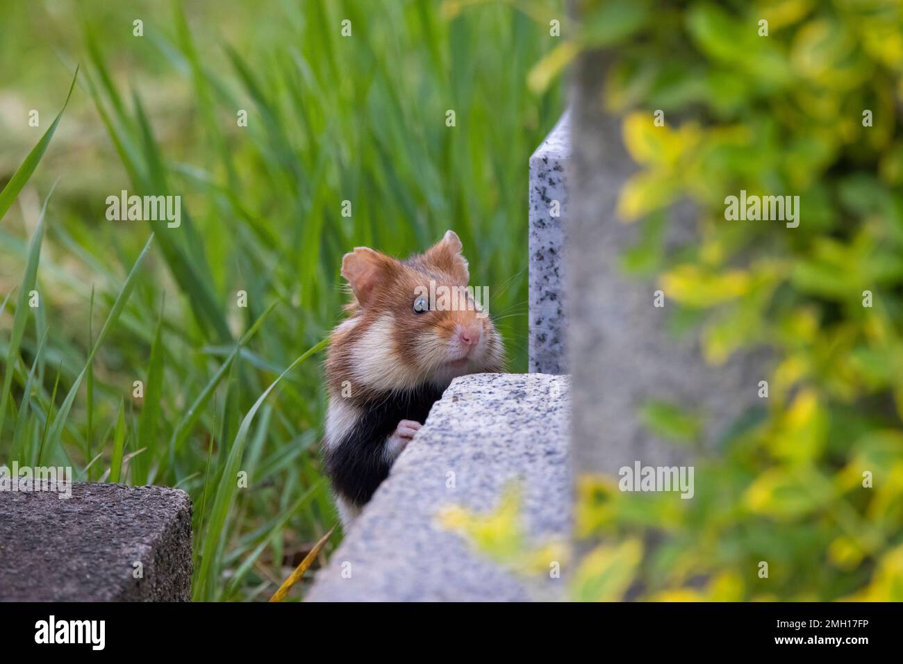 European hamster / Eurasian hamster / common black-bellied hamster ...
