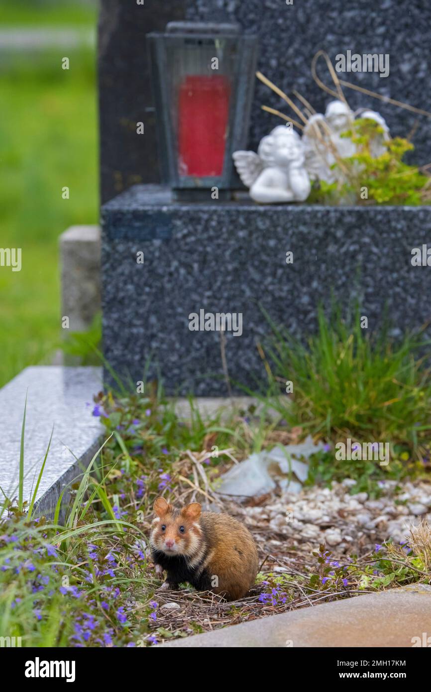 Black bellied hamsters hi-res stock photography and images - Alamy