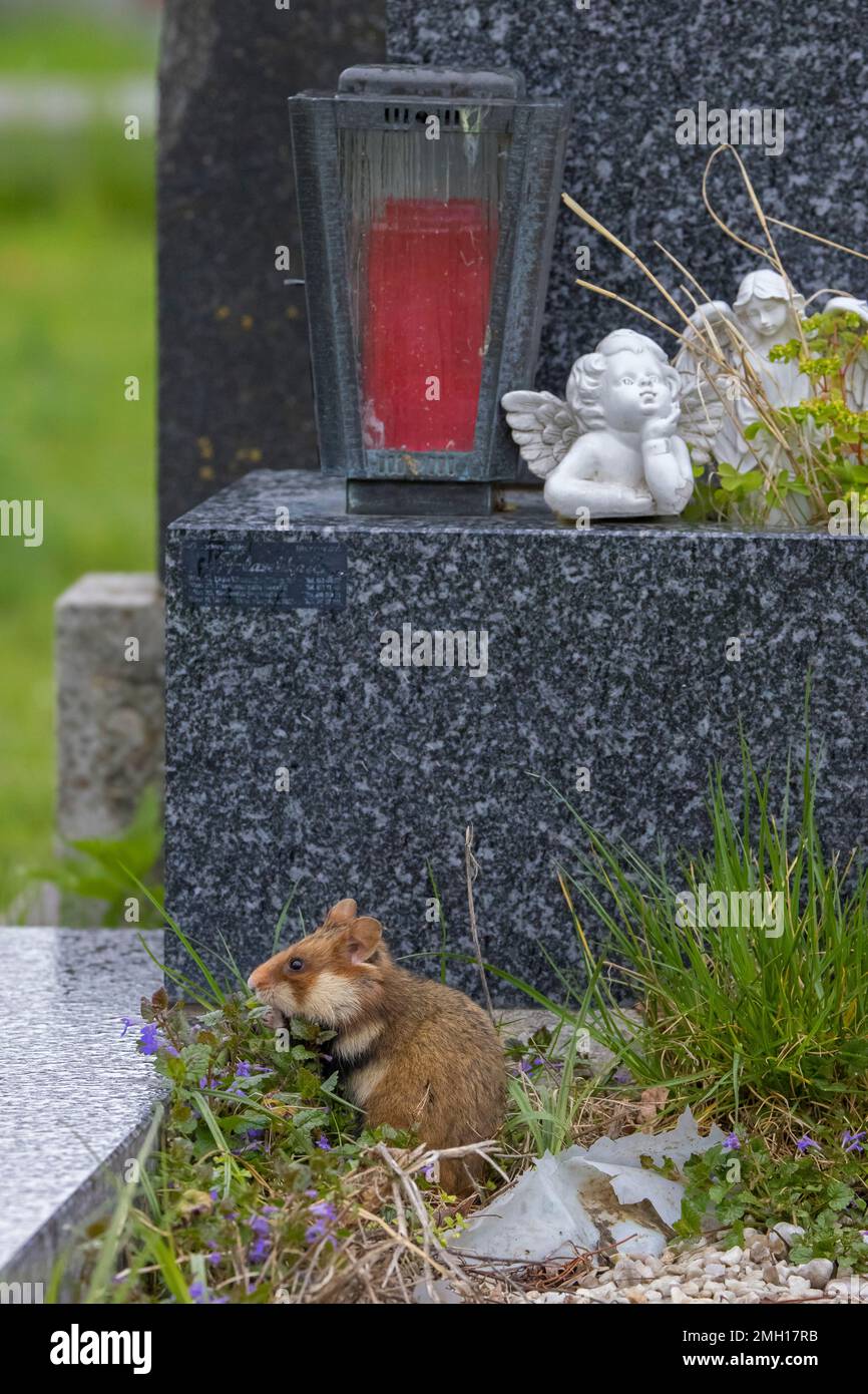 European hamster / Eurasian hamster / common black-bellied hamster ...