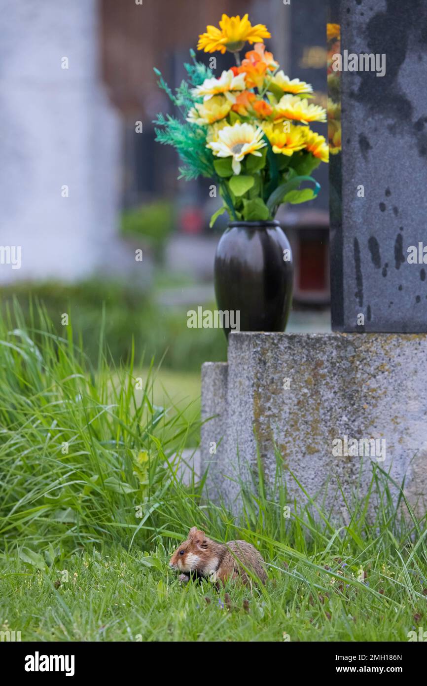 European hamster / Eurasian hamster / common black-bellied hamster ...