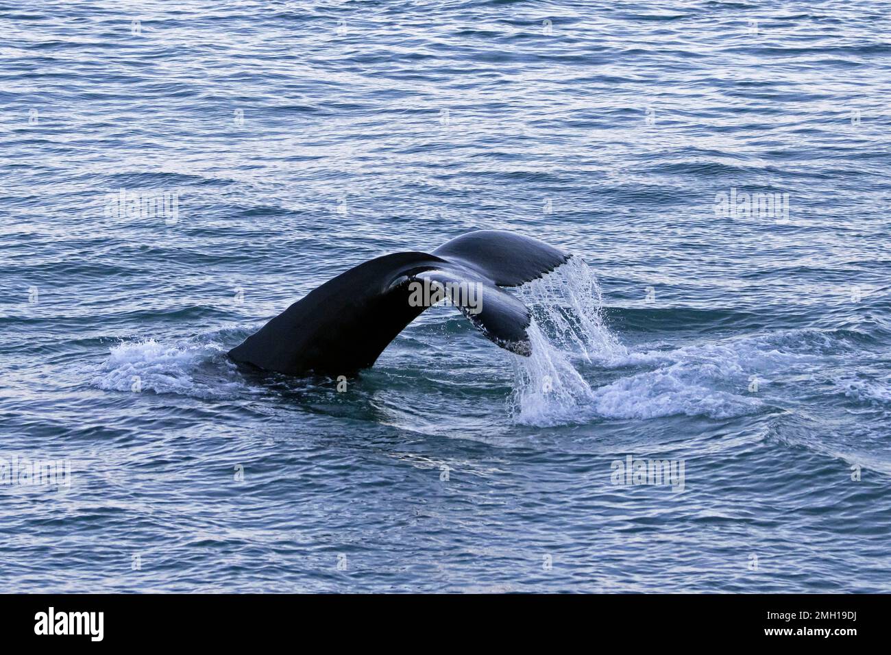 Humpback whale (Megaptera novaeangliae) lifting its tail flukes to dive ...