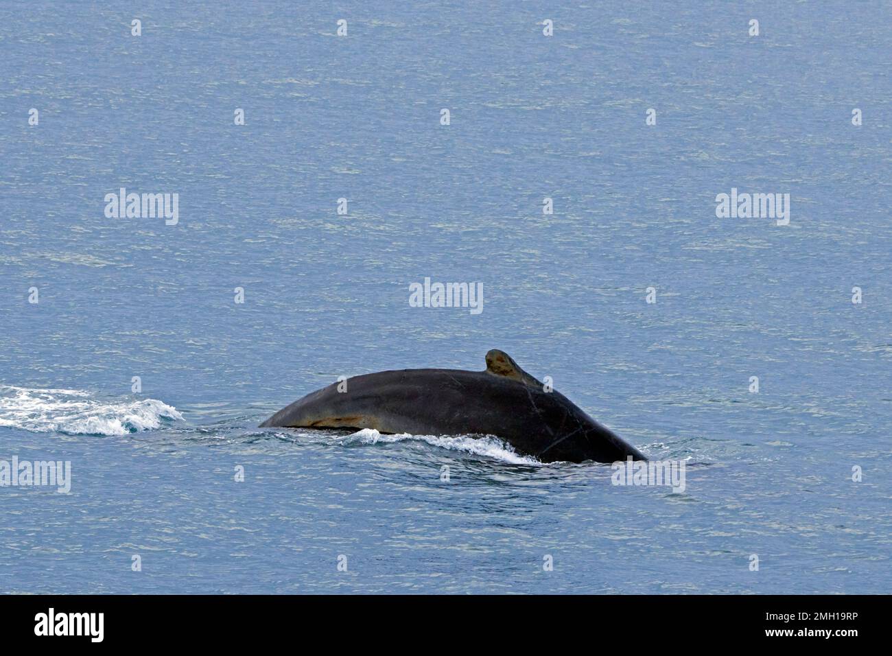Scarred humpback whale (Megaptera novaeangliae) surfacing and showing ...
