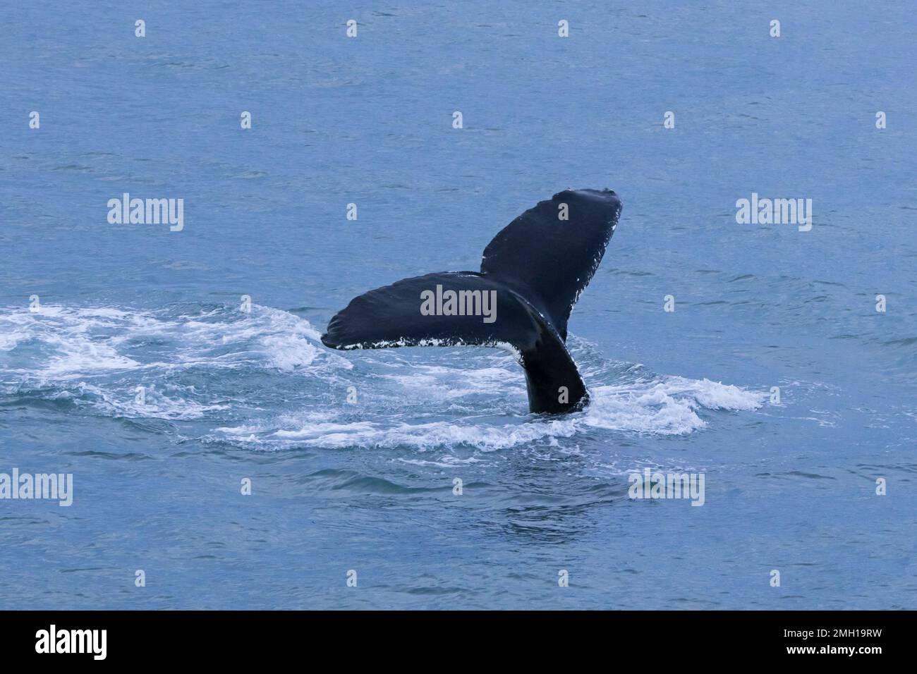 Humpback whale (Megaptera novaeangliae) lifting its tail flukes to dive ...