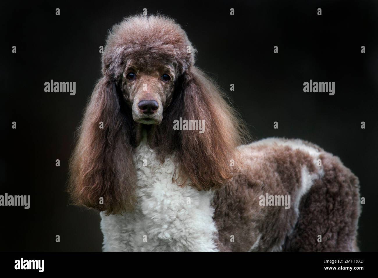 Harlequin poodle (Canis lupus familiaris) in garden Stock Photo - Alamy