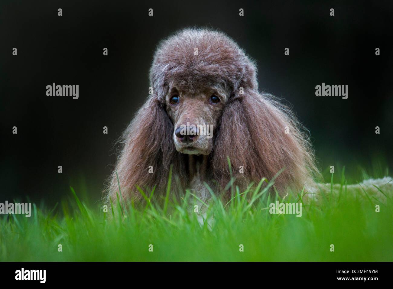 Harlequin poodle (Canis lupus familiaris) in garden Stock Photo - Alamy