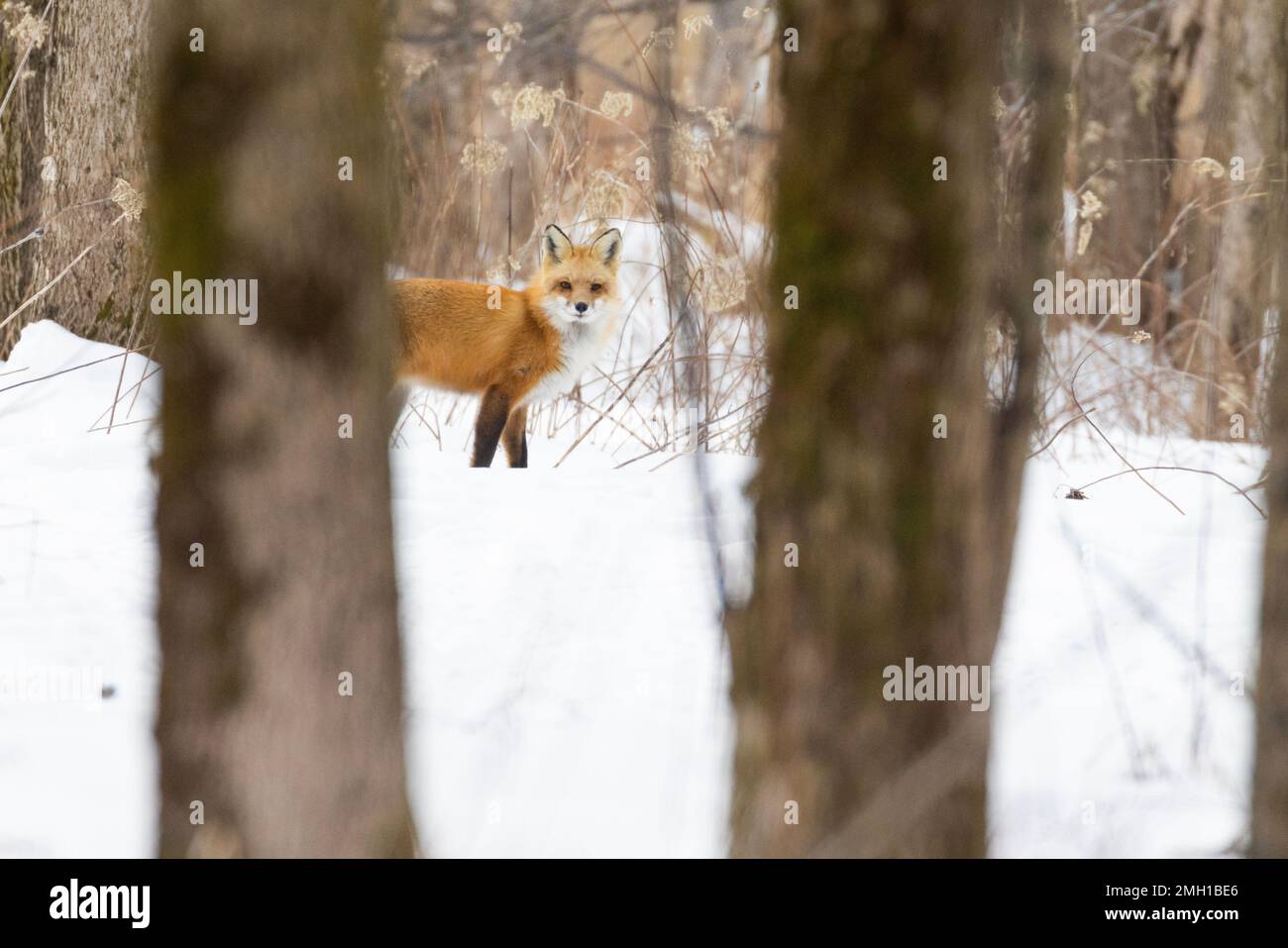 Fox running in winter hi-res stock photography and images - Alamy