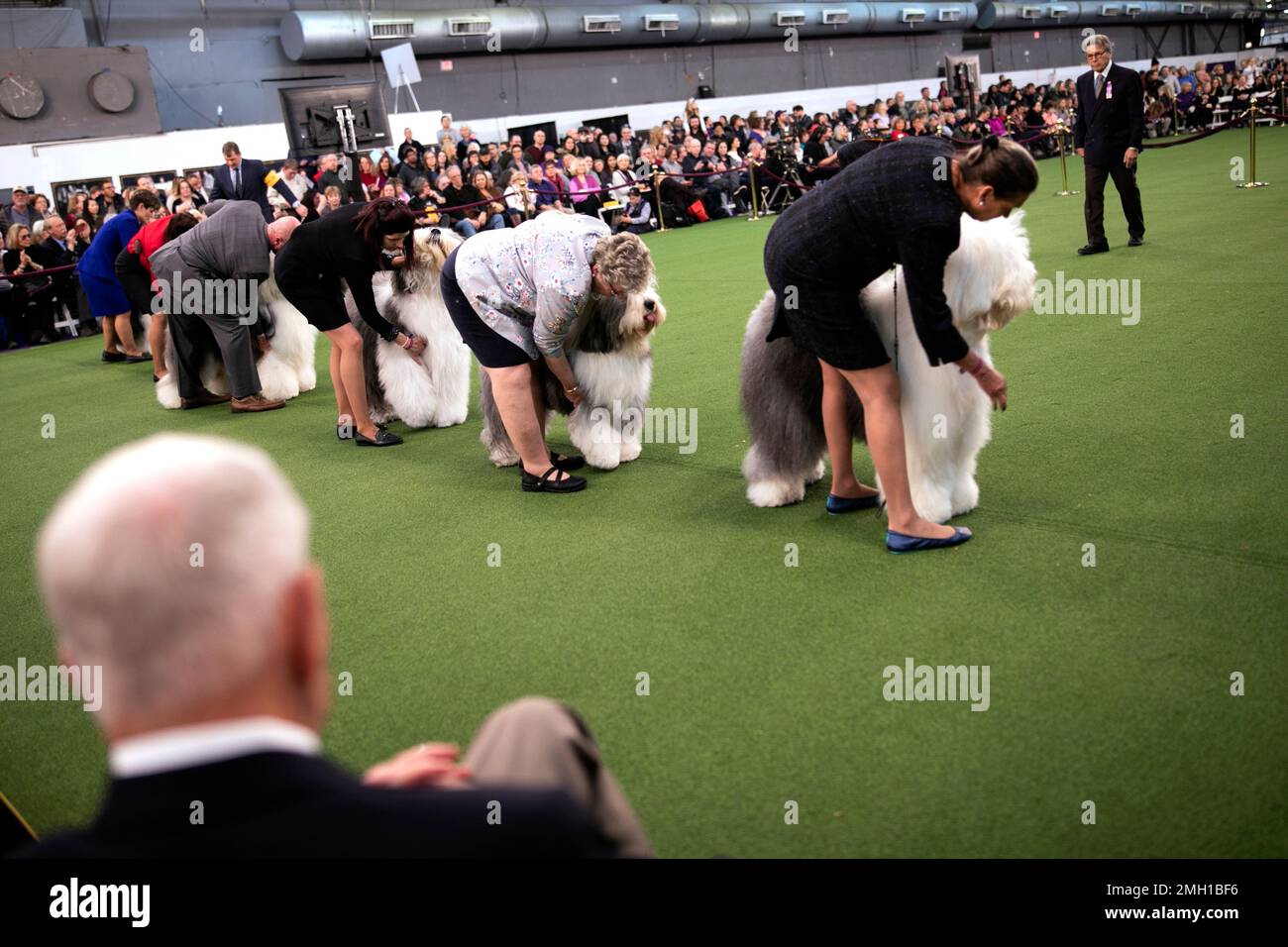 Old English sheepdogs compete at the Westminster Kennel Club Dog Show ...
