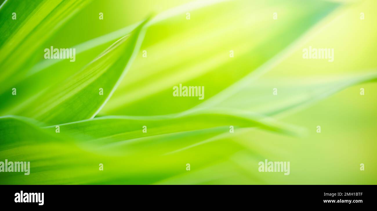 Abstract nature green blurred background nature leaf on greenery ...