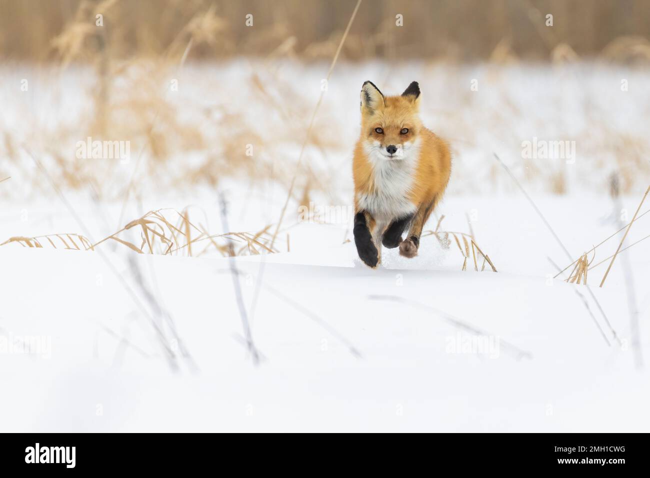 Red fox running in winter Stock Photo - Alamy