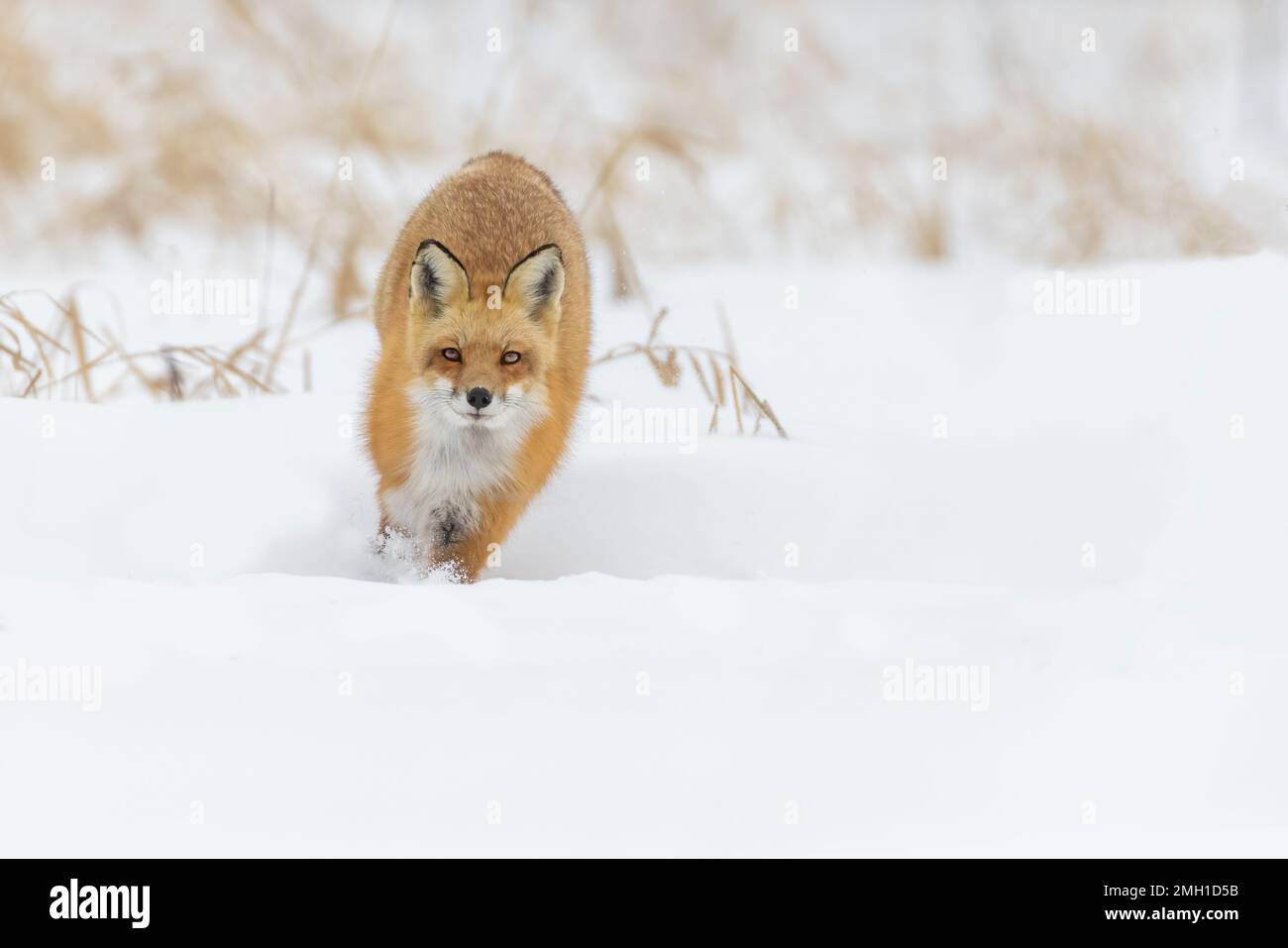 Fox running in winter hi-res stock photography and images - Alamy