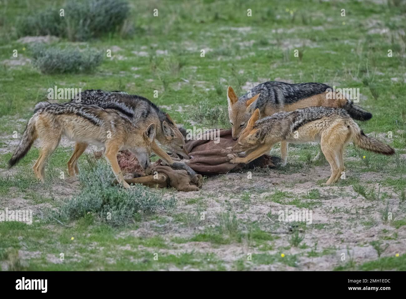 Jackals eating a buffalo carcass in the bush in Namibia Stock Photo - Alamy