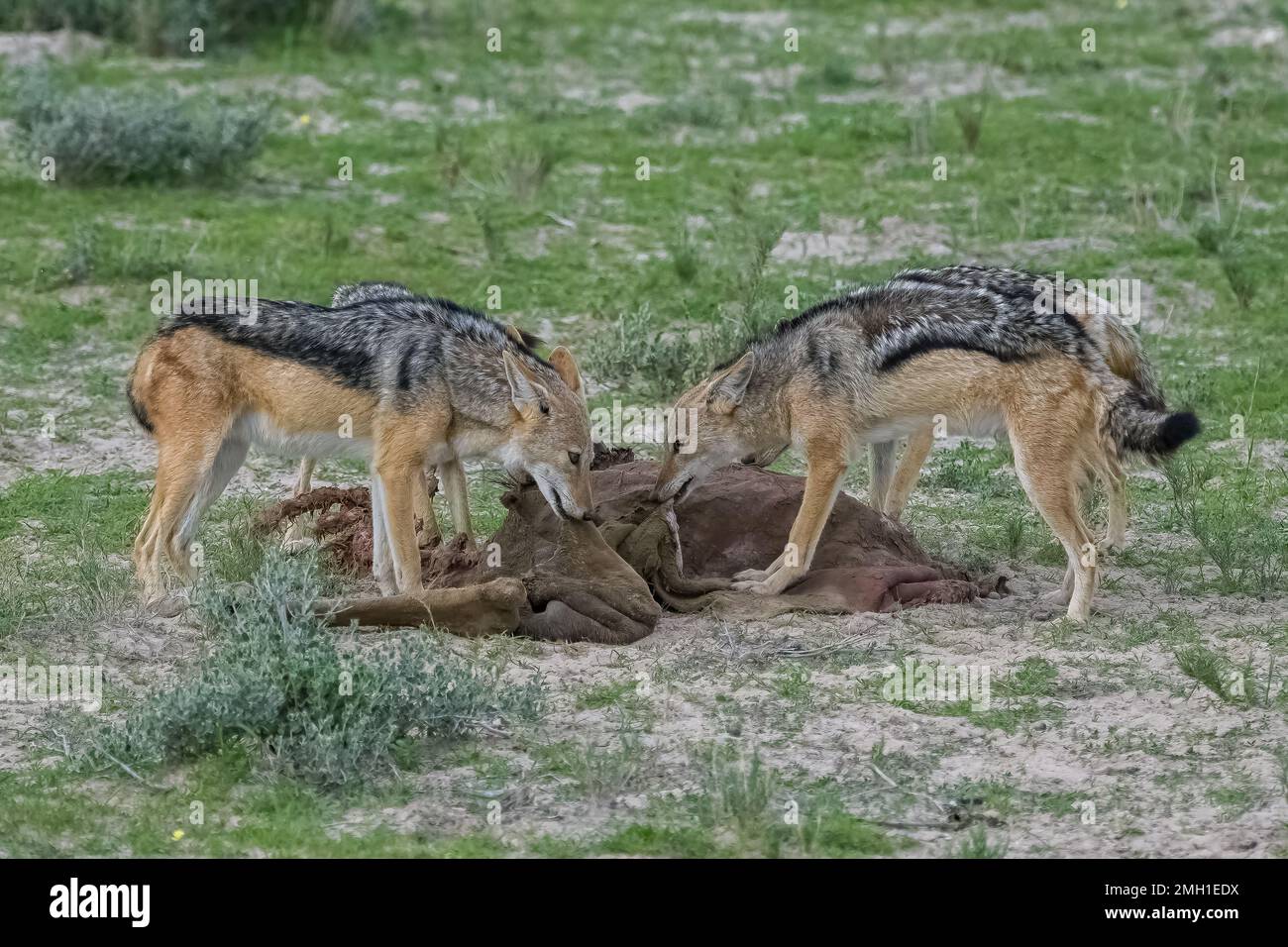 Jackals eating a buffalo carcass in the bush in Namibia Stock Photo - Alamy