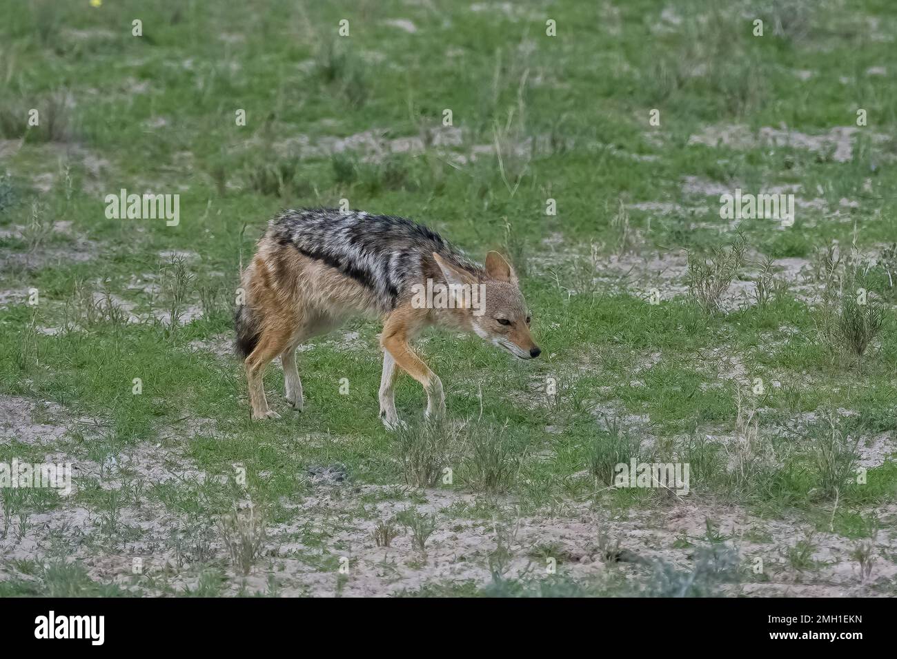 Jackals eating a buffalo carcass in the bush in Namibia Stock Photo - Alamy