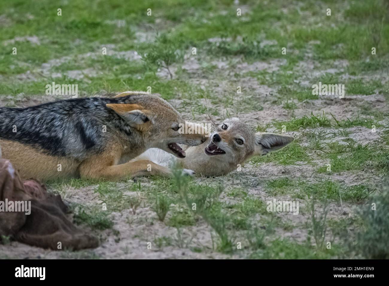Jackals eating a buffalo carcass in the bush in Namibia Stock Photo - Alamy