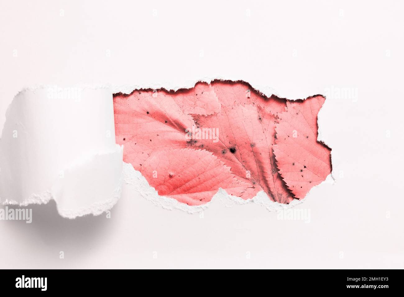 Important Information Written Under Ripped Piece Of Paper. Crutial ...