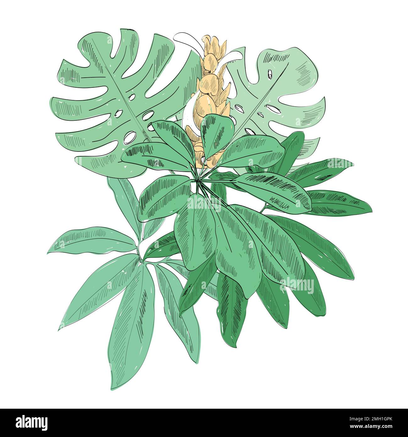 Tropical vector illustration Stock Vector Image & Art - Alamy