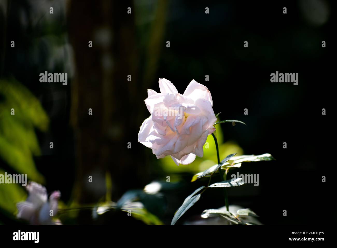 White rose with it's branches Stock Photo - Alamy