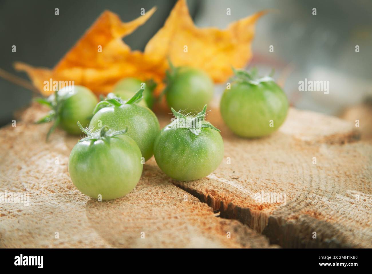 Green cherry tomatoes on autumn yellow leaf. Tomatoes in autumn. Yellow ...