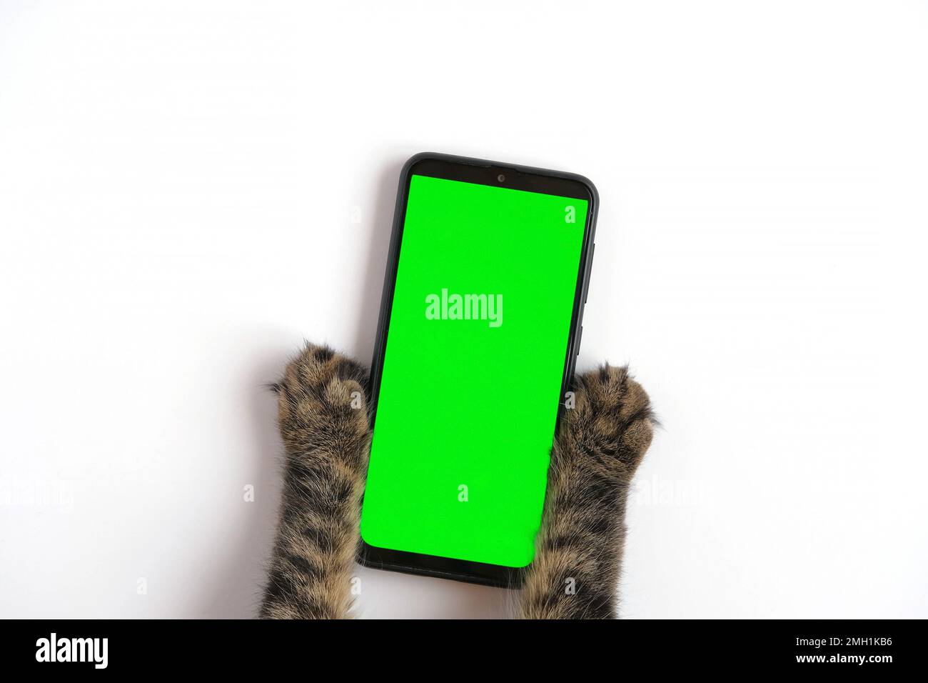 Cat paw touching, clicking, tapping and swiping phone with chromakey ...