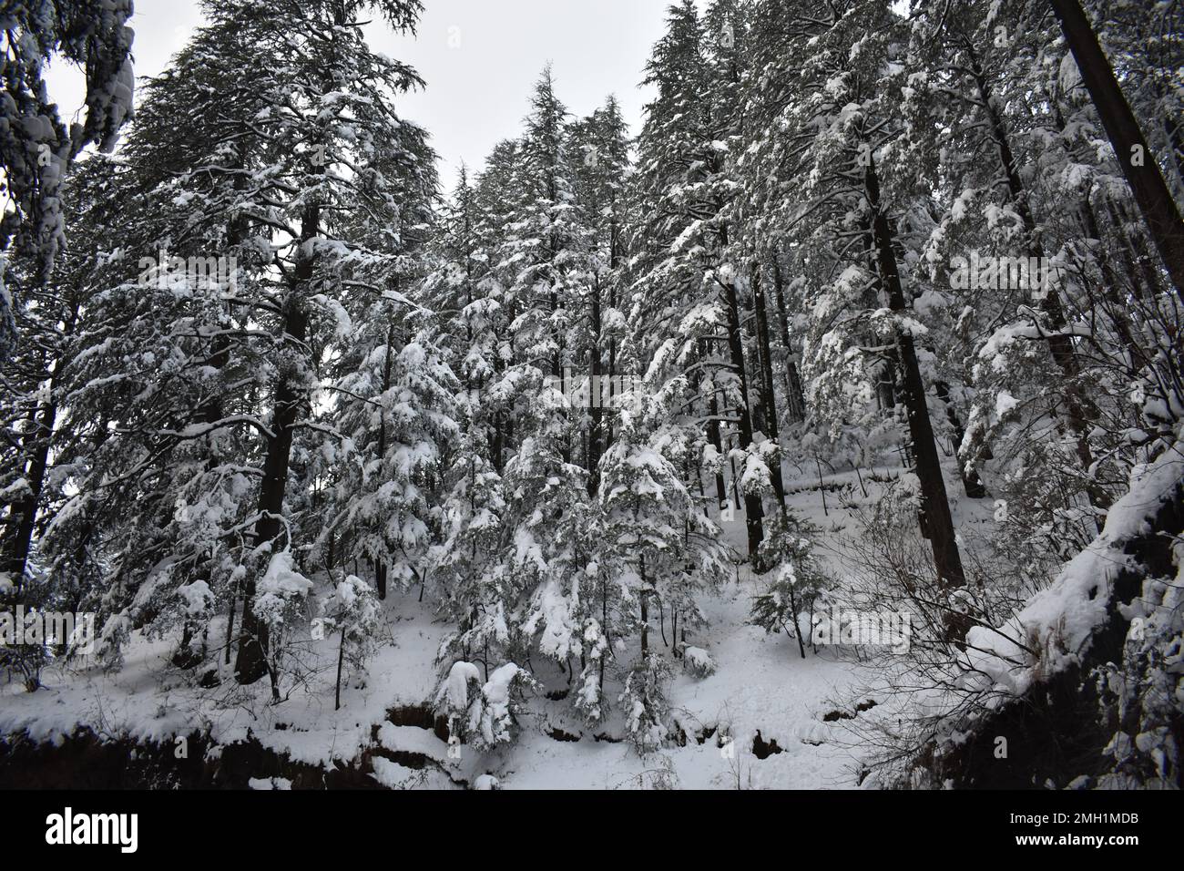 Tree trees snowfall capped hi-res stock photography and images - Alamy