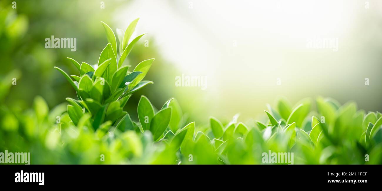 Closeup of beautiful nature view green leaf on blurred greenery ...