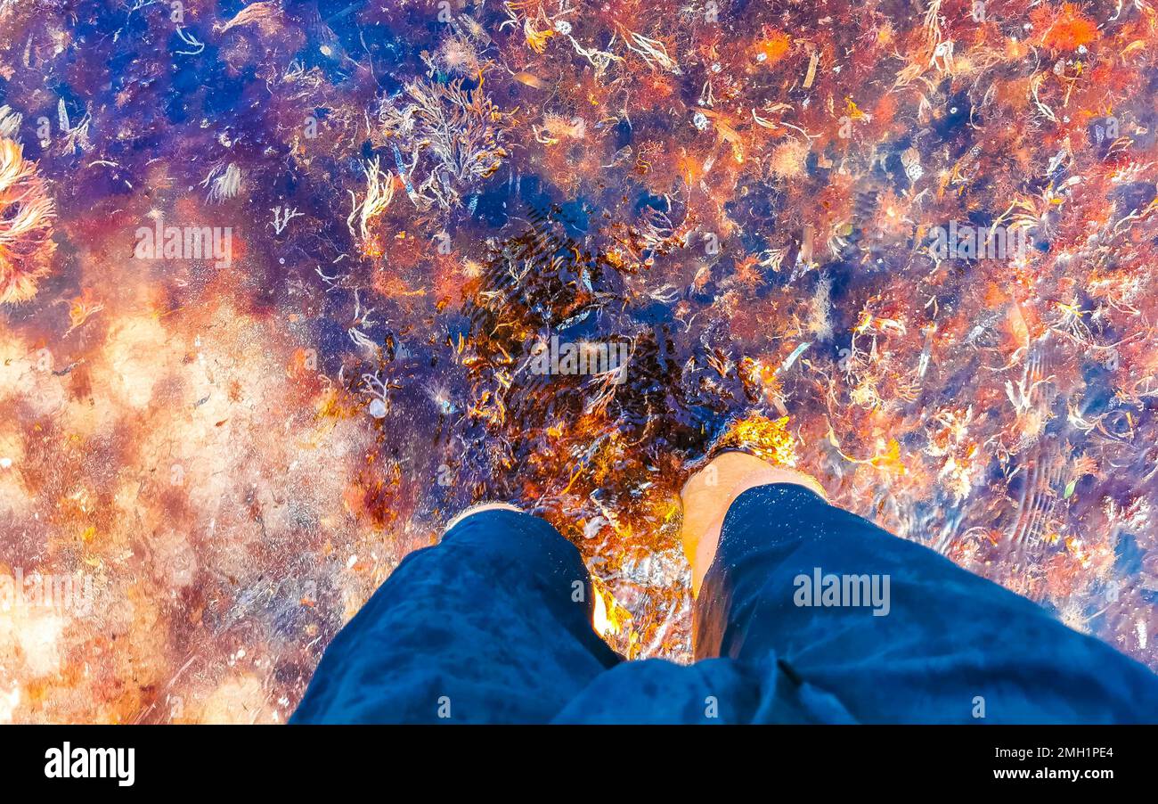 Step with the foot into a lot of very disgusting red seaweed sargazo at ...