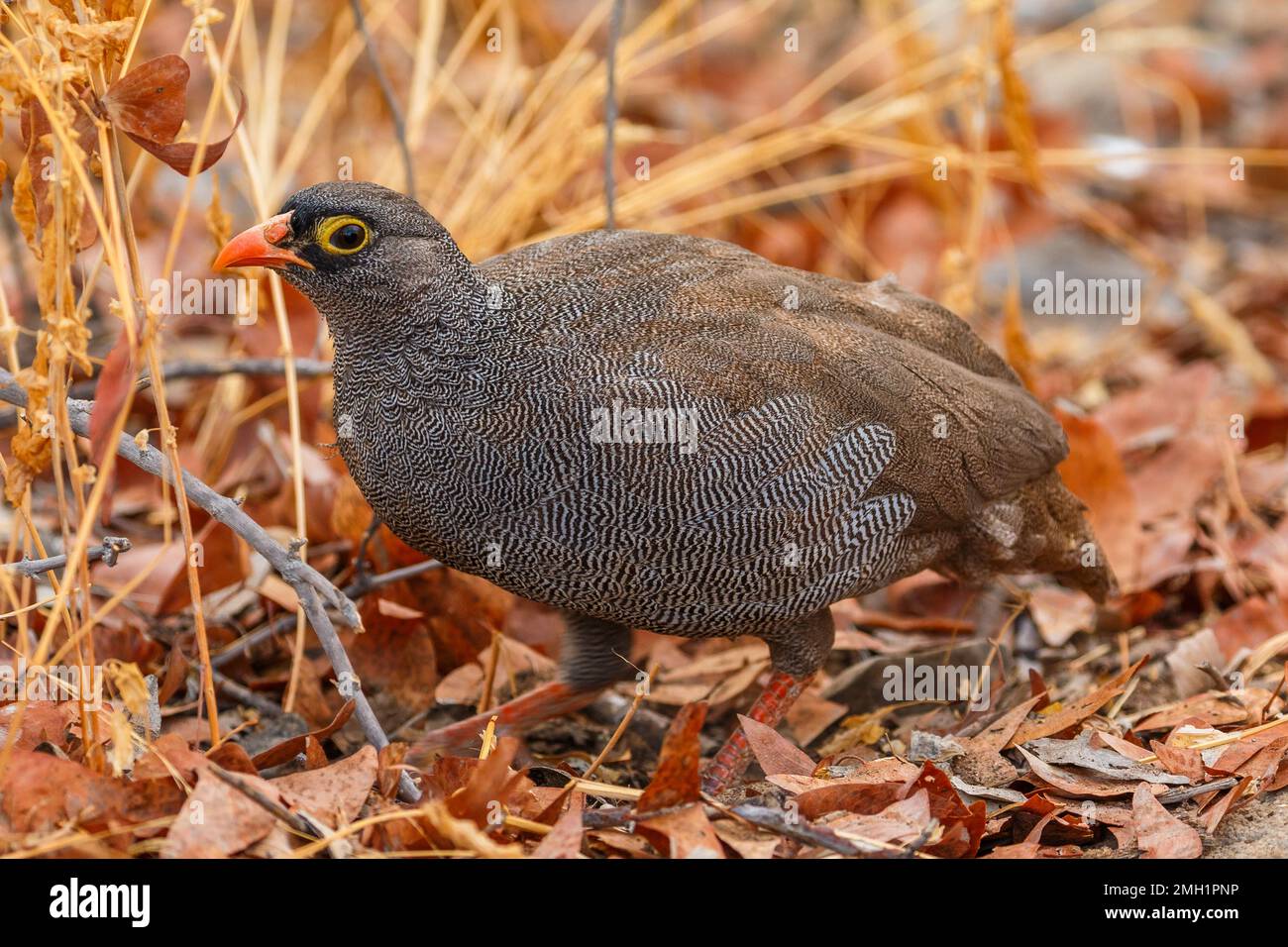 The helmeted guineafowl endemic to Africa and rank among the oldest of ...