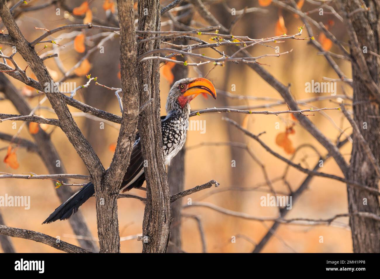 Damara red-billed hornbill, small species of African hornbills. Species ...