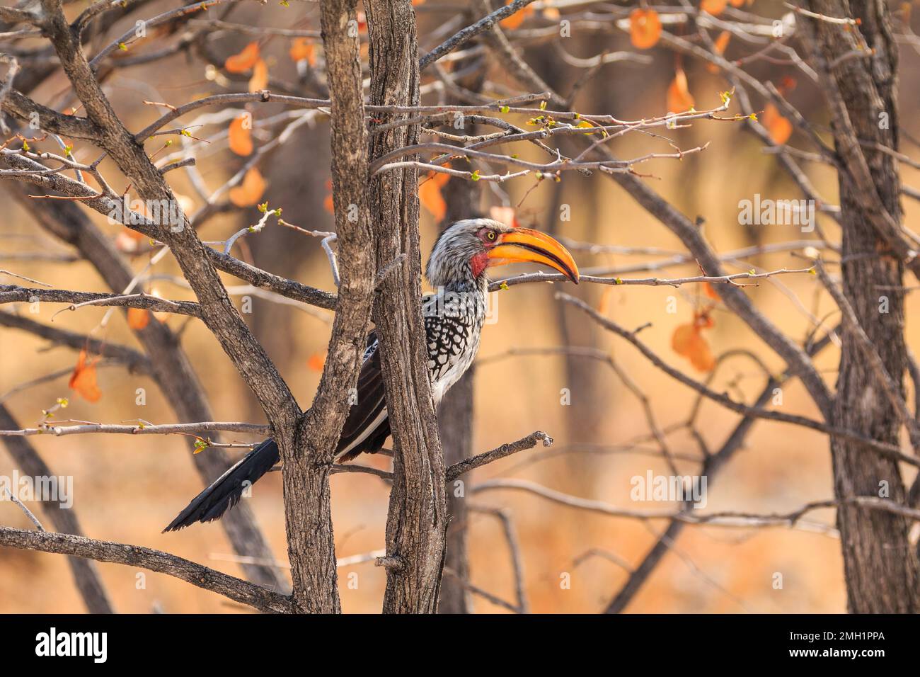 Damara red-billed hornbill, small species of African hornbills. Species ...
