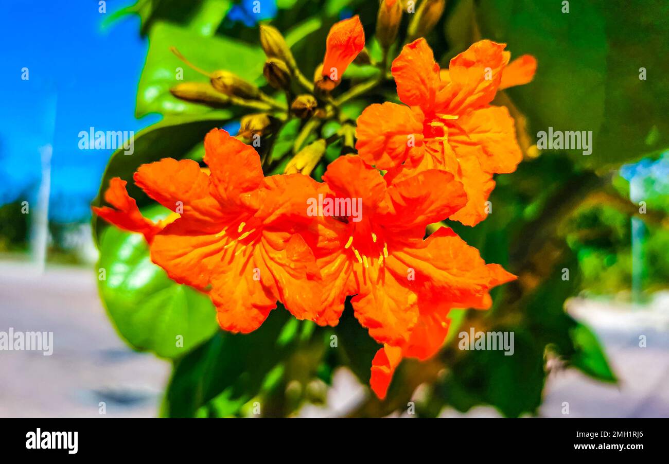 Kou Cordia subcordata flowering tree with orange flowers beach cordia ...