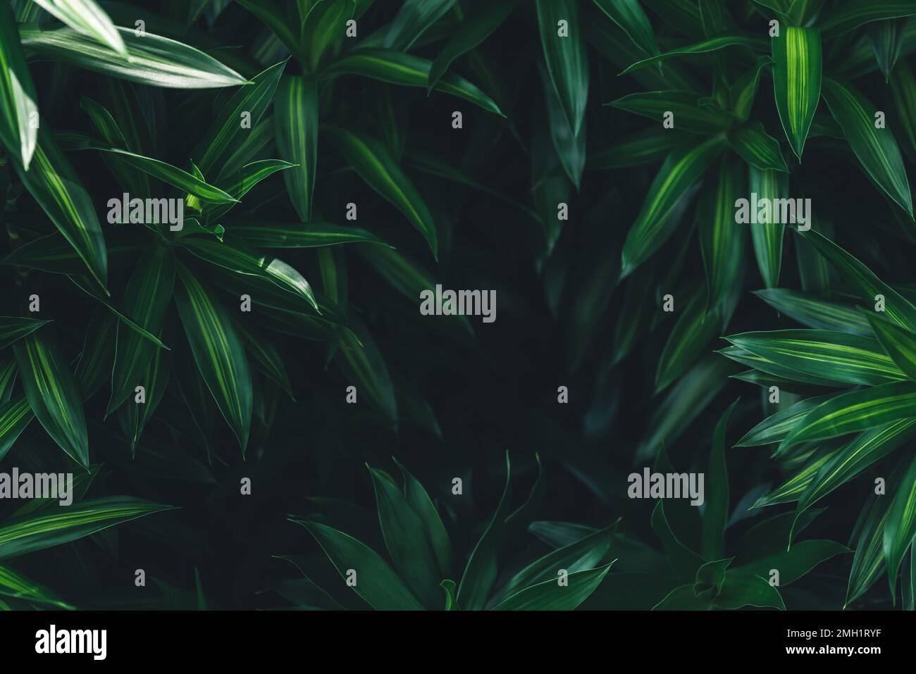 Closeup of green leaves in dark tones as natue background using as ...