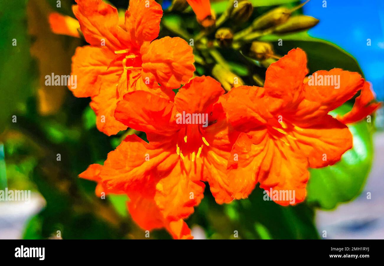 Kou Cordia subcordata flowering tree with orange flowers beach cordia ...