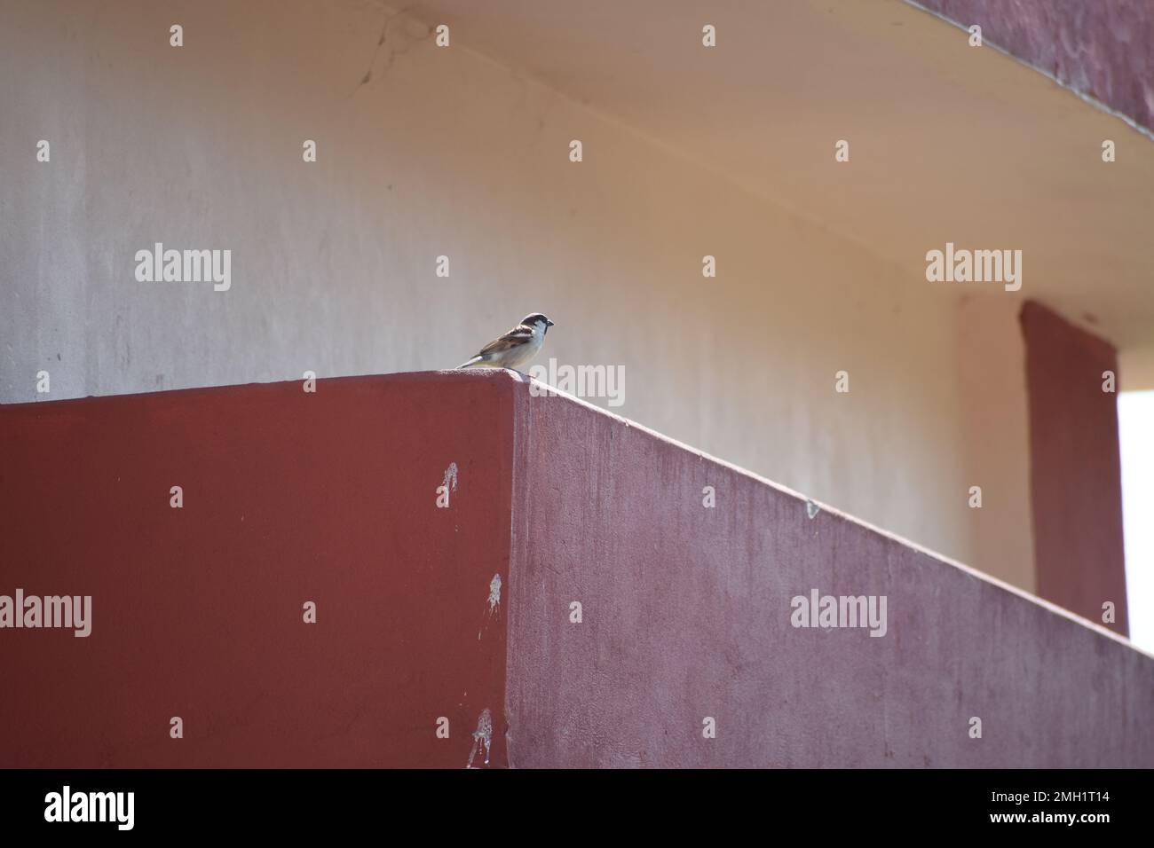 A sparrow bird sitting on a wall Stock Photo - Alamy