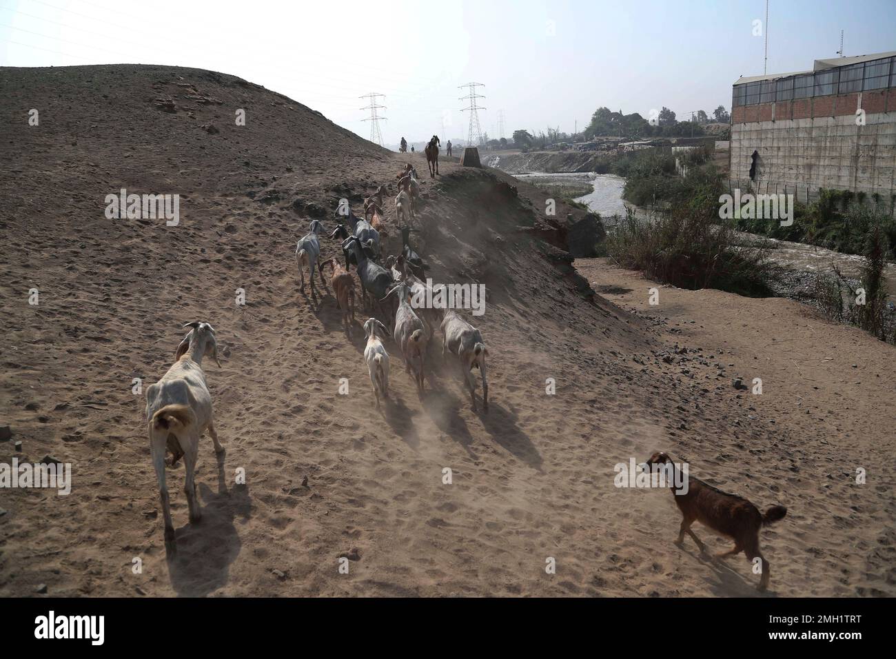 Goats are lead by their owner along the Chillon River, right, in Callao ...