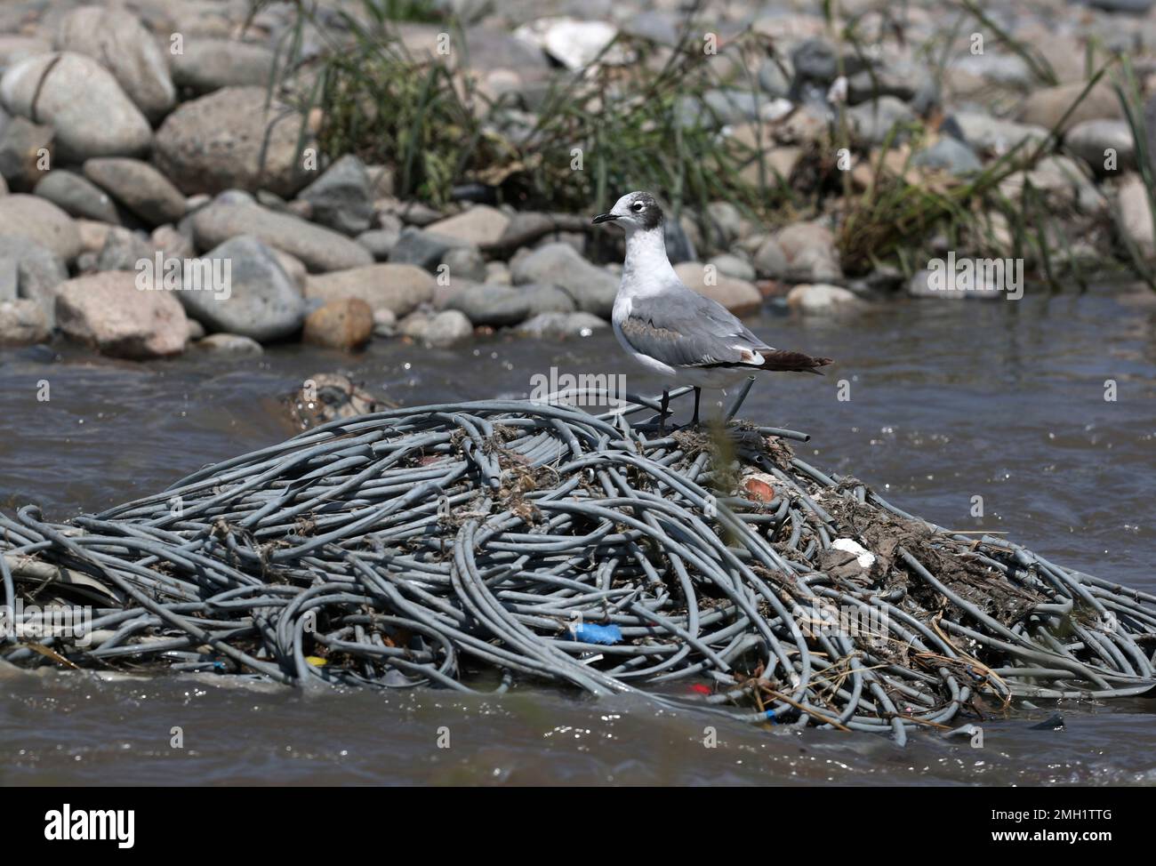 A bird perches on a pile of plastic cables in the Chillon River in ...