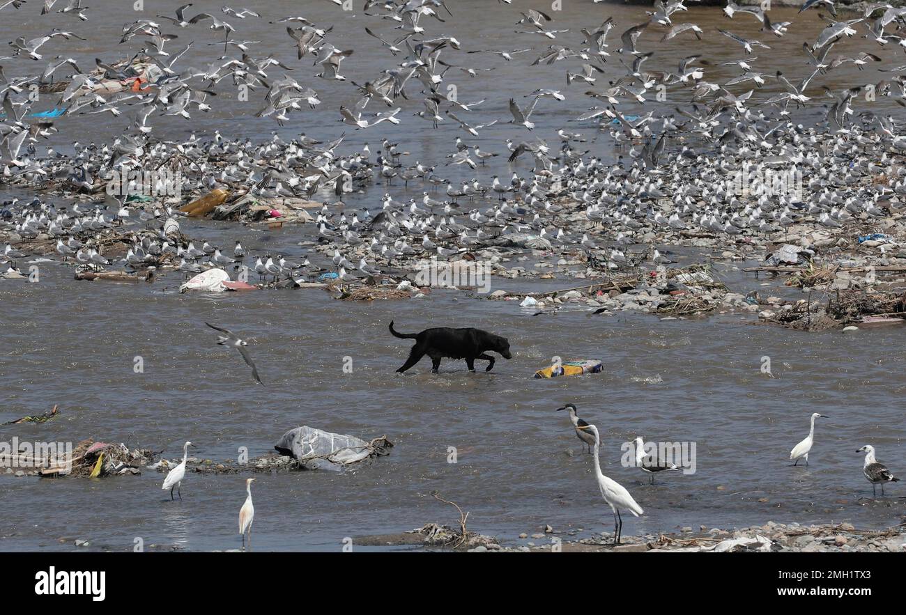 A dog and birds scavenge for food amid trash accumulating along the ...