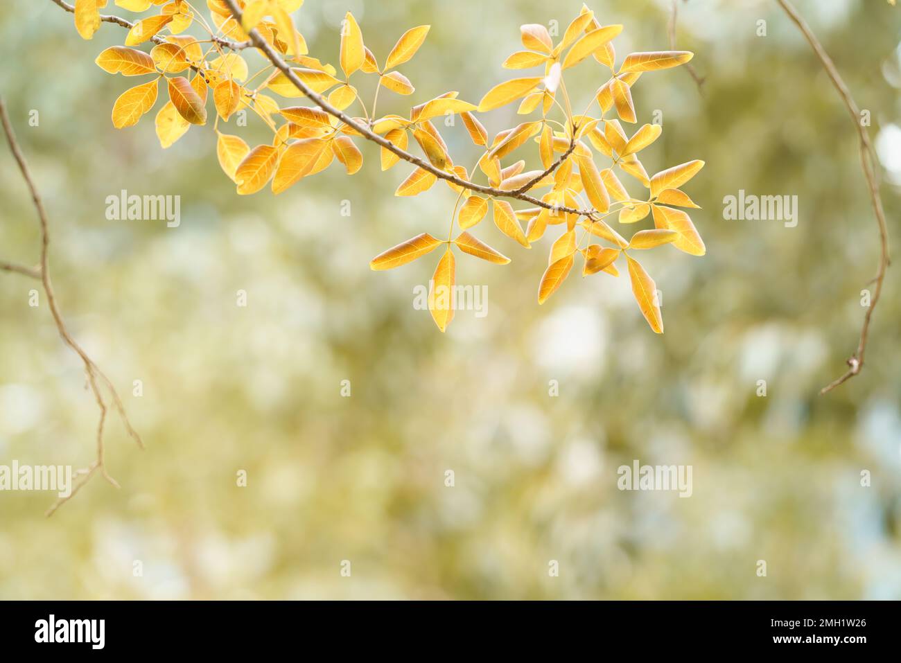 Closup of brown orange autumn leaf fall nature view on blurred ...