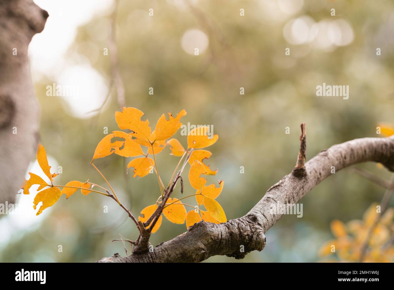Closup of brown orange autumn leaf fall nature view on blurred ...