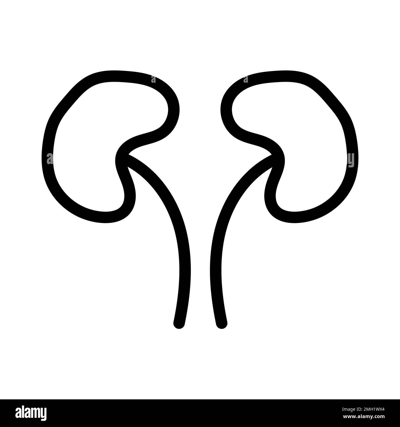 Human kidneys icon line isolated on white background. Black flat thin ...