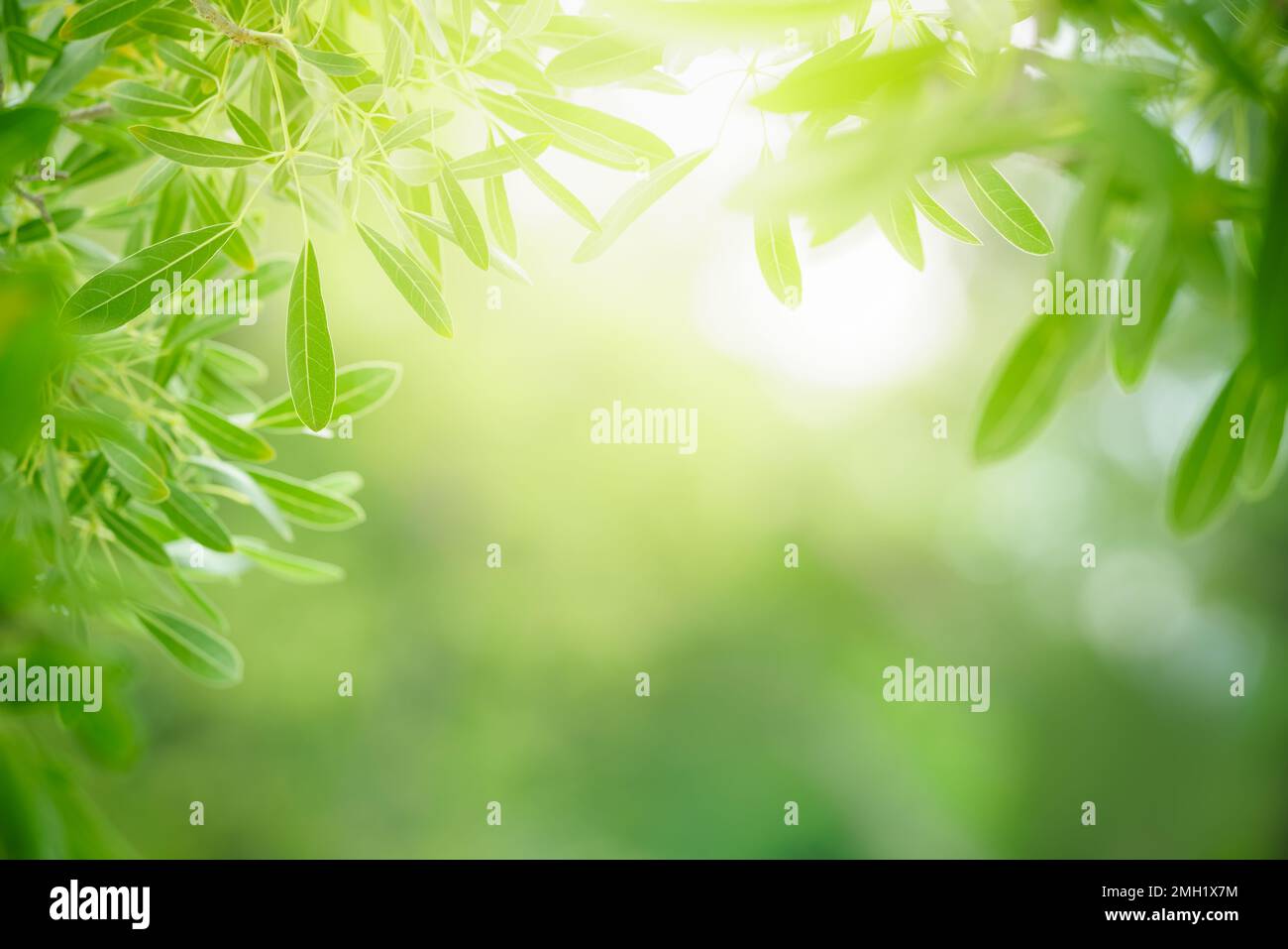 Closeup of beautiful nature view green leaf on blurred greenery ...