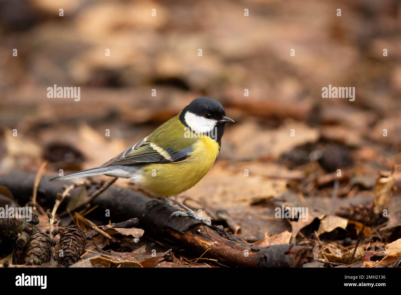 Great tit, Parus major, bird with yellow tummy, white cheeks and black ...