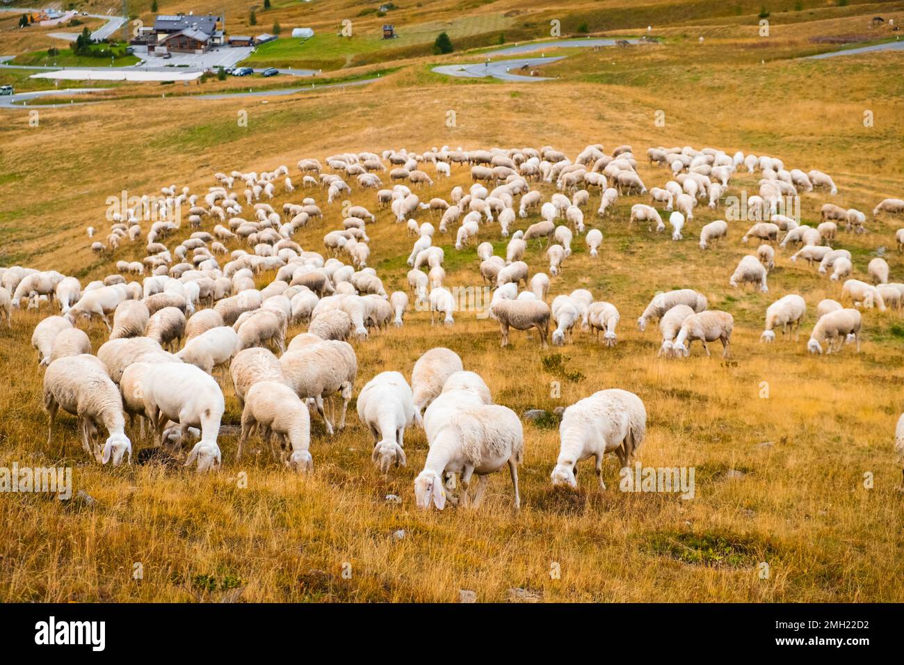 Sheep eats grass on alpine meadows and blends in with mountain nature ...