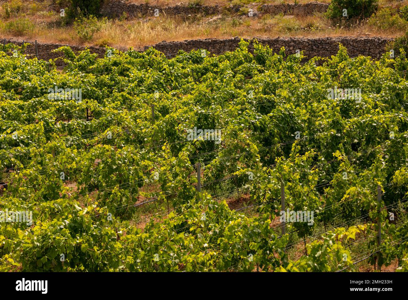 Winery vis hi-res stock photography and images - Alamy